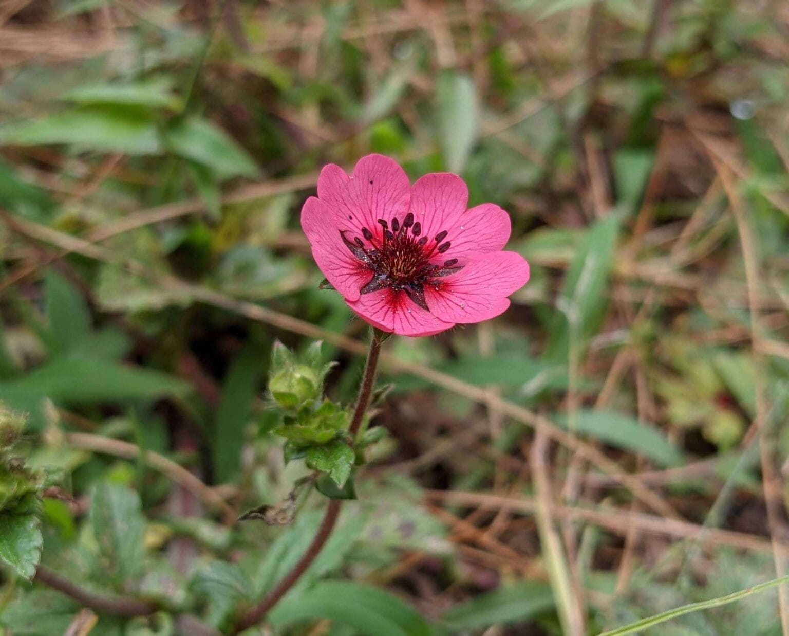 A Joyful Meander Over a Must-Do Himalayan Hike: Finding Our Own ...